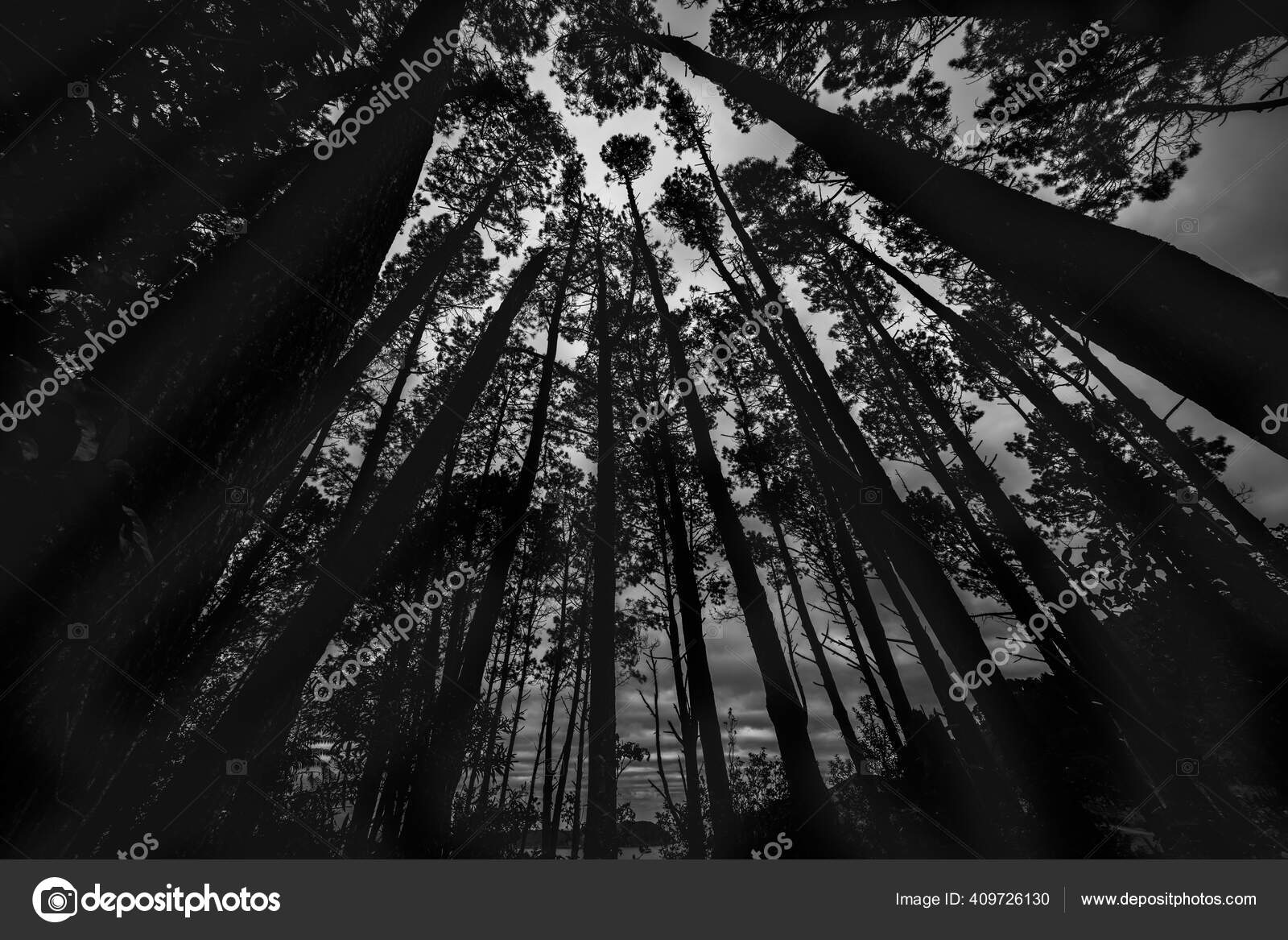 Converging Tall Pine Trees Reaching Skyward Monochrome Image — Stock ...