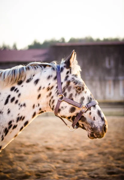 Beautiful spotted horse Stock Photos, Royalty Free Beautiful spotted ...