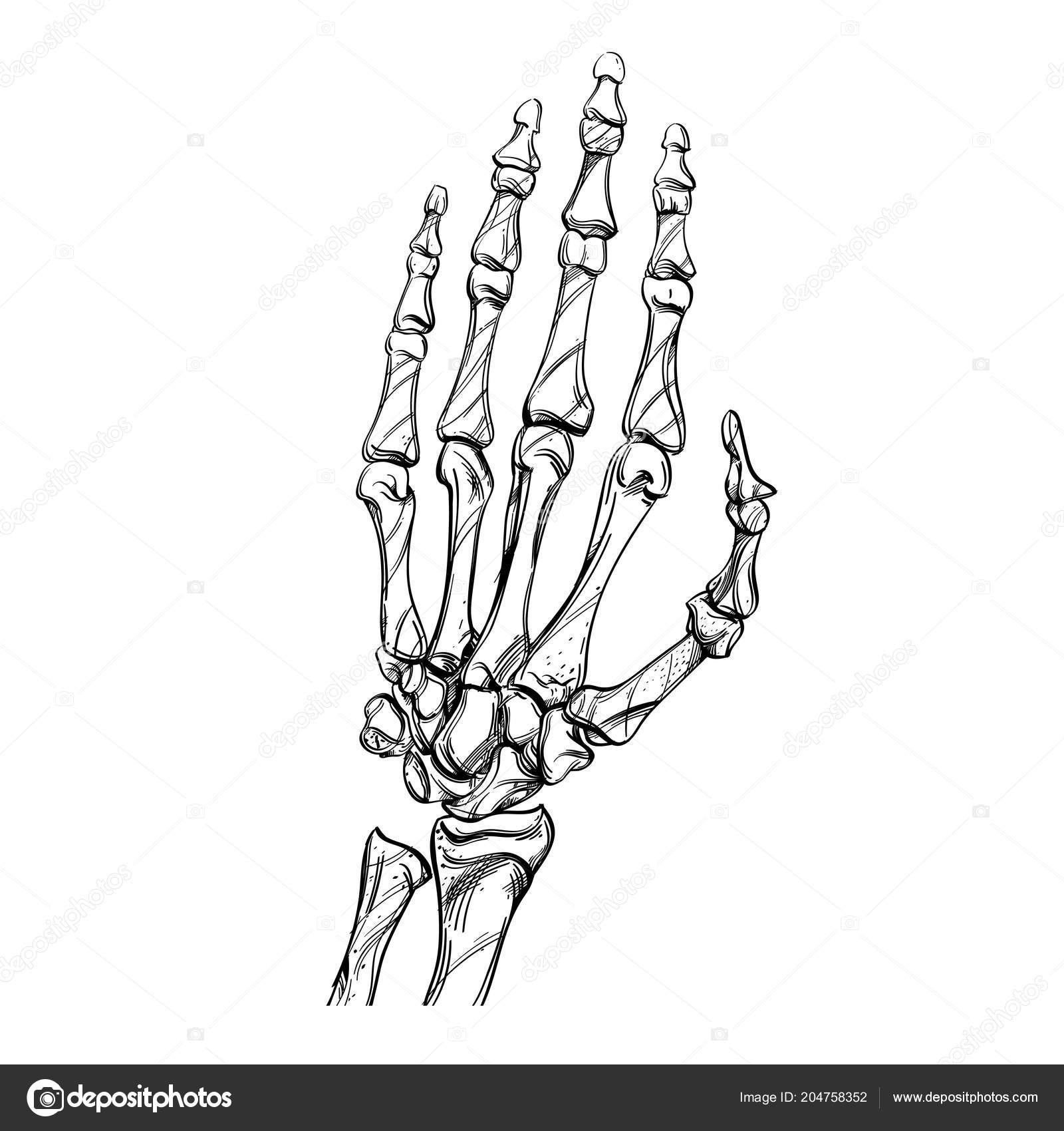 Hand Bones Skeleton Drawing