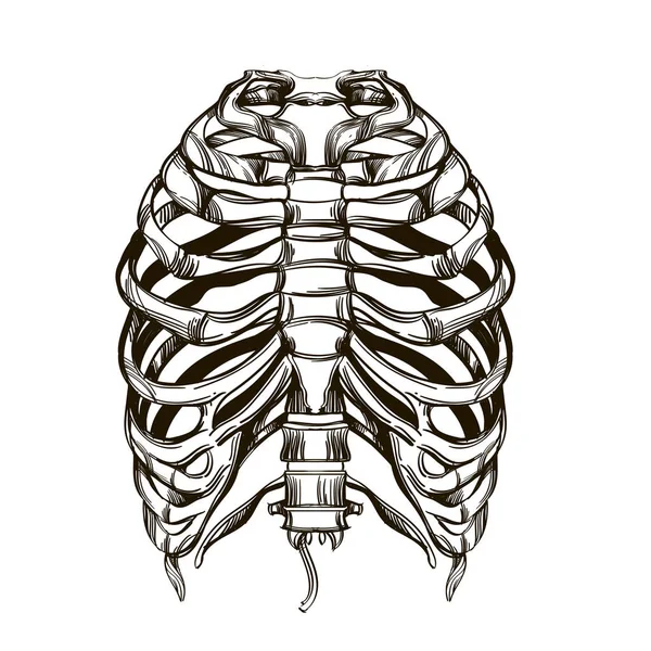 Rib cage bones. Thorax. Human skeletal system. Anatomy Stock Vector ...