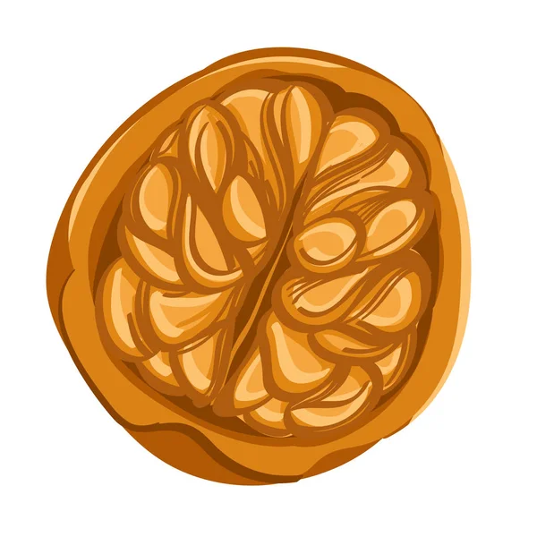 Walnut Shell Vector Illustration Isolated White Background Packaging ...