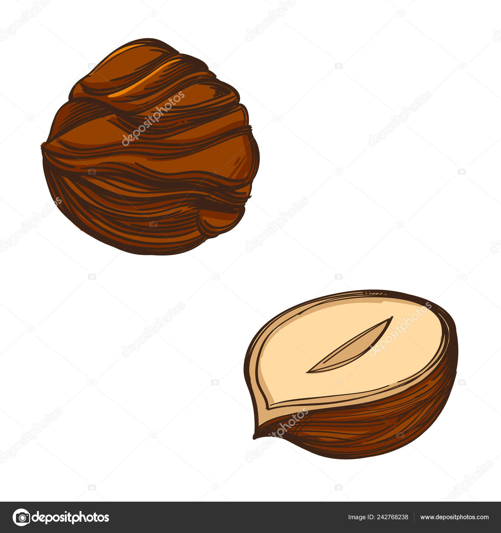 Hazelnut Vector Illustration Isolated White Background Packaging Design ...