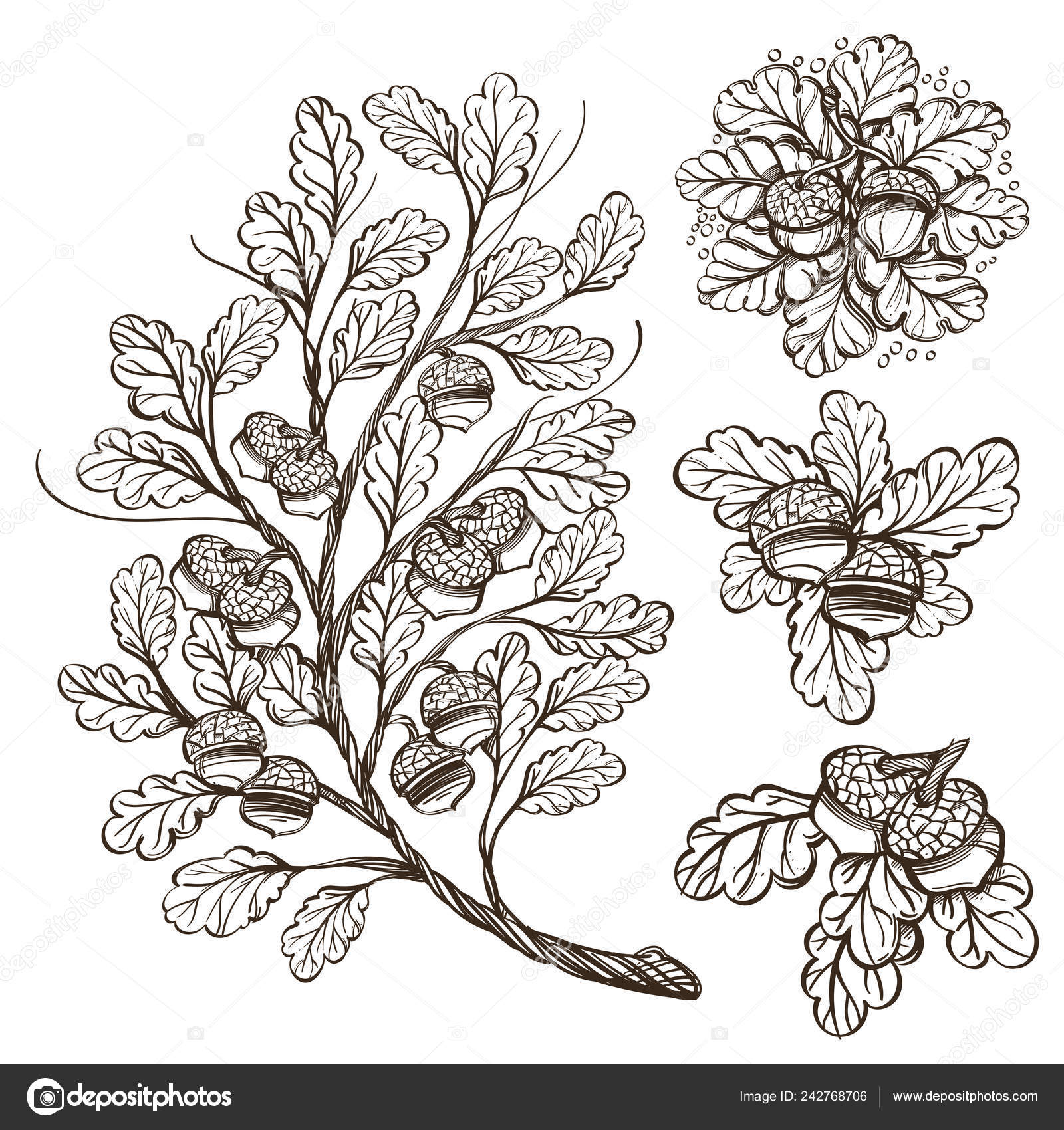 Oak Branch Acorns Outline Vector Illustration Isolated White Background ... Oak Branch Acorns Outline Vector Illustration Isolated White Background ...