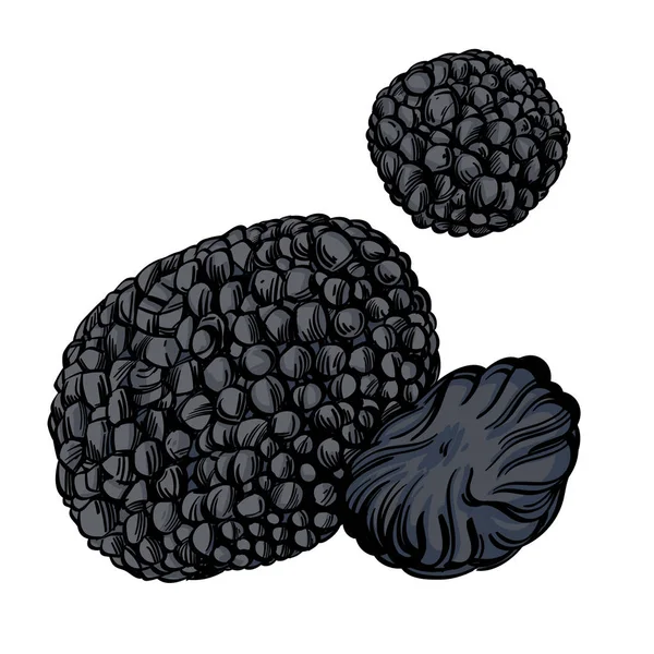 Black truffle mushroom Vector Art Stock Images | Depositphotos