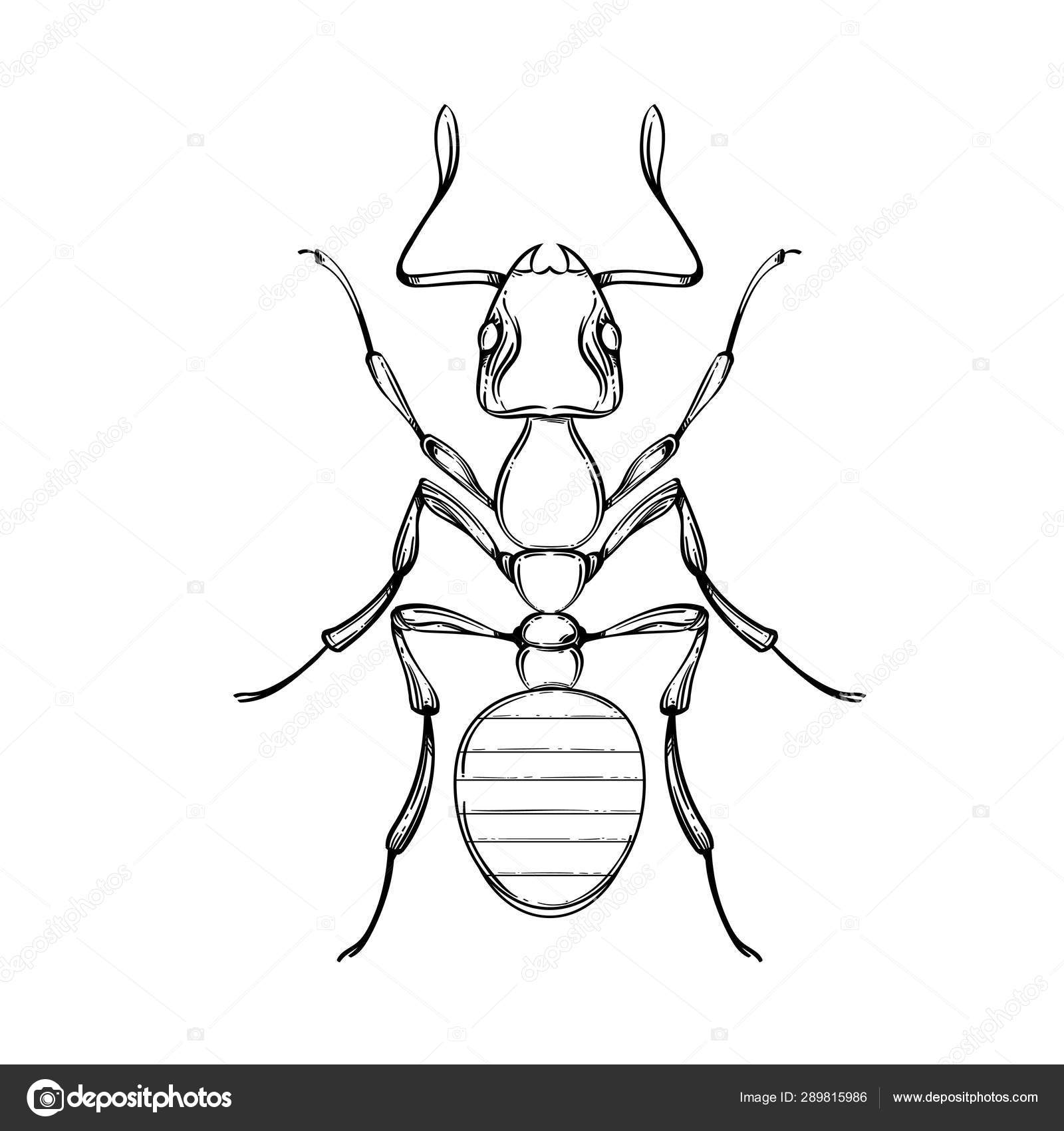 Insect collection, line art, vector. Stock Vector Image by ©filkusto ...
