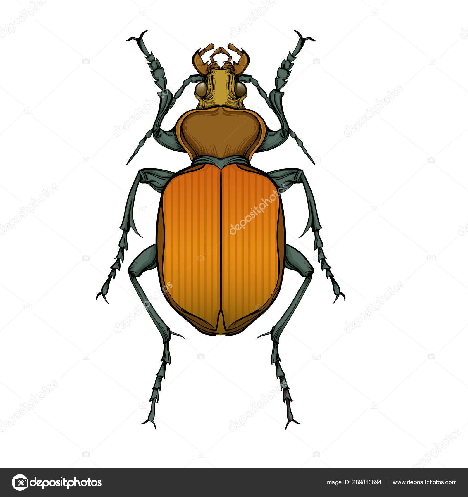 Coleção de cores de insetos, arte de linha, vetor . Vetor de ©filkusto ...