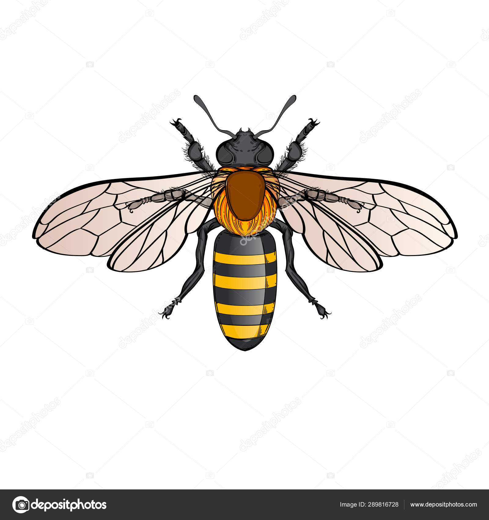 Collection de couleurs d'insectes, art linéaire, vecteur . Vecteur par ...