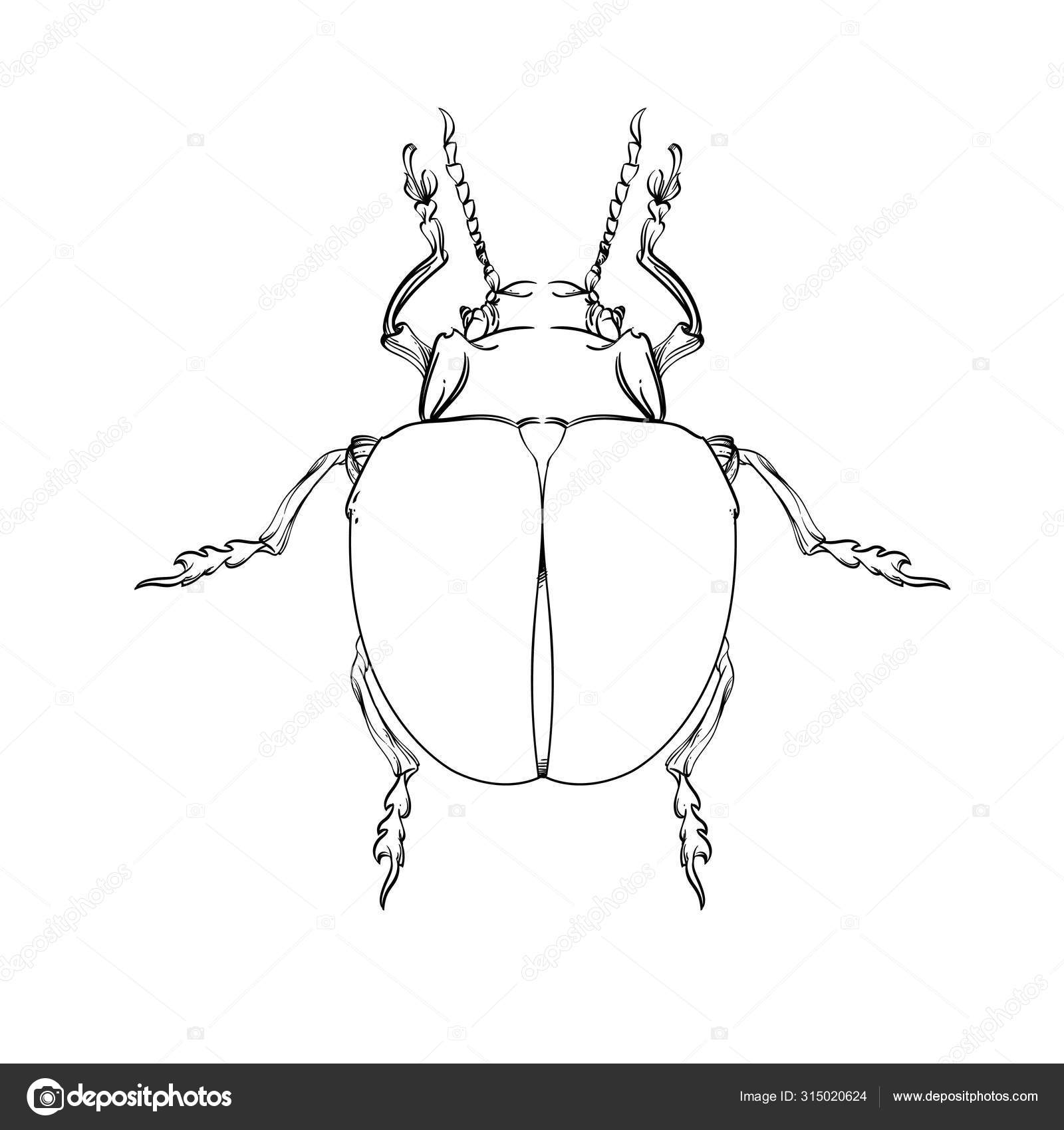 Insect collection, line art, vector. Stock Vector Image by ©filkusto ...
