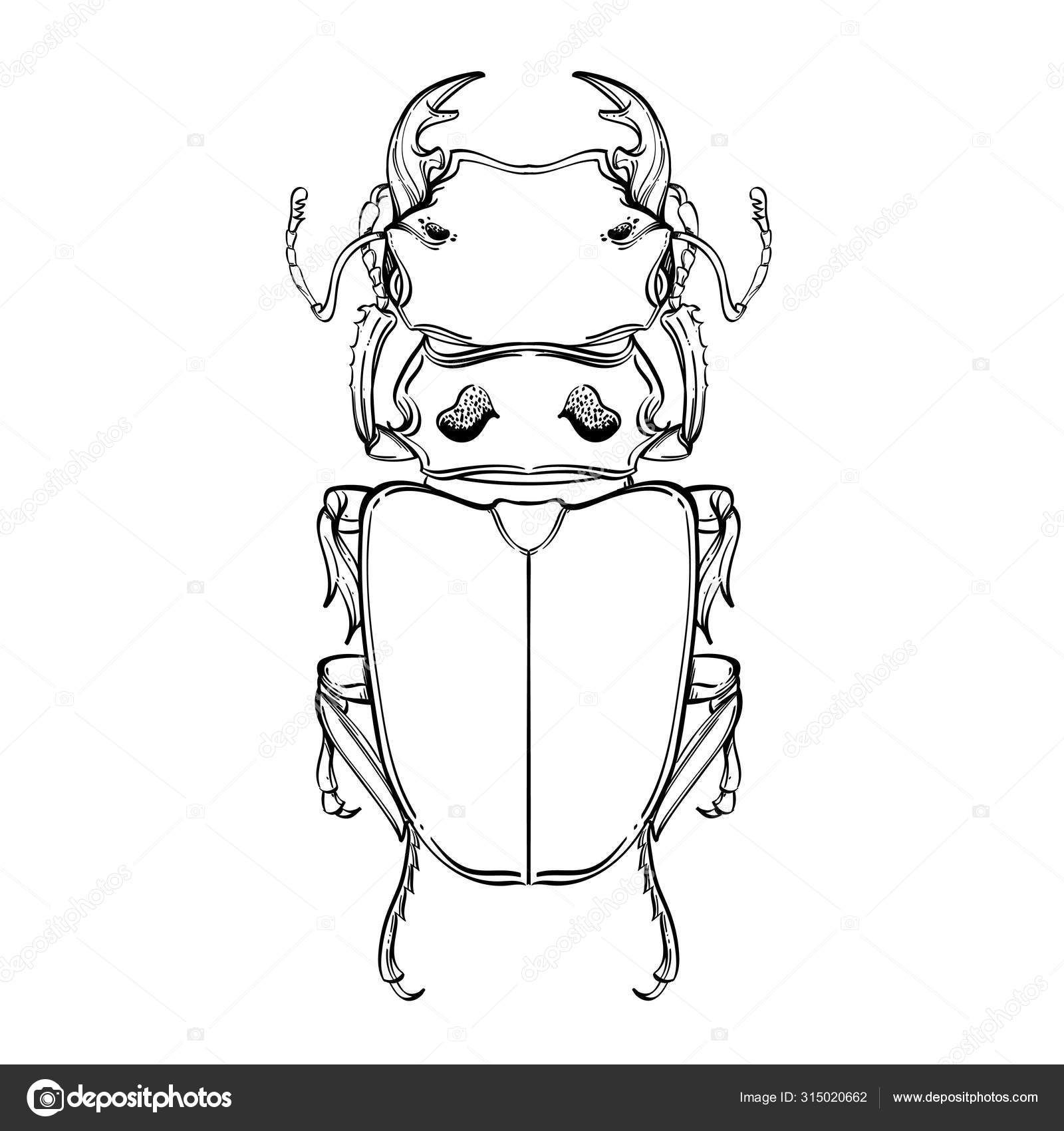 Insect collection, line art, vector. Stock Vector Image by ©filkusto ...