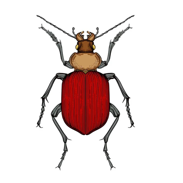 Chitin set Vector Art Stock Images | Depositphotos