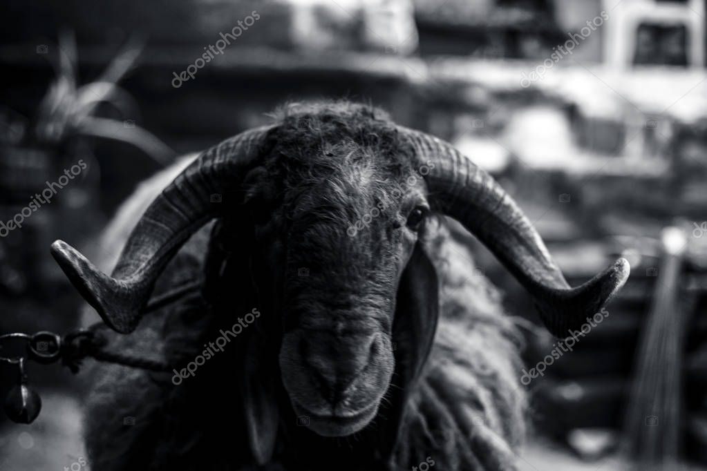 Primer plano de ovejas de la India o Ram ovejas de raza o Awassi ovejas ...