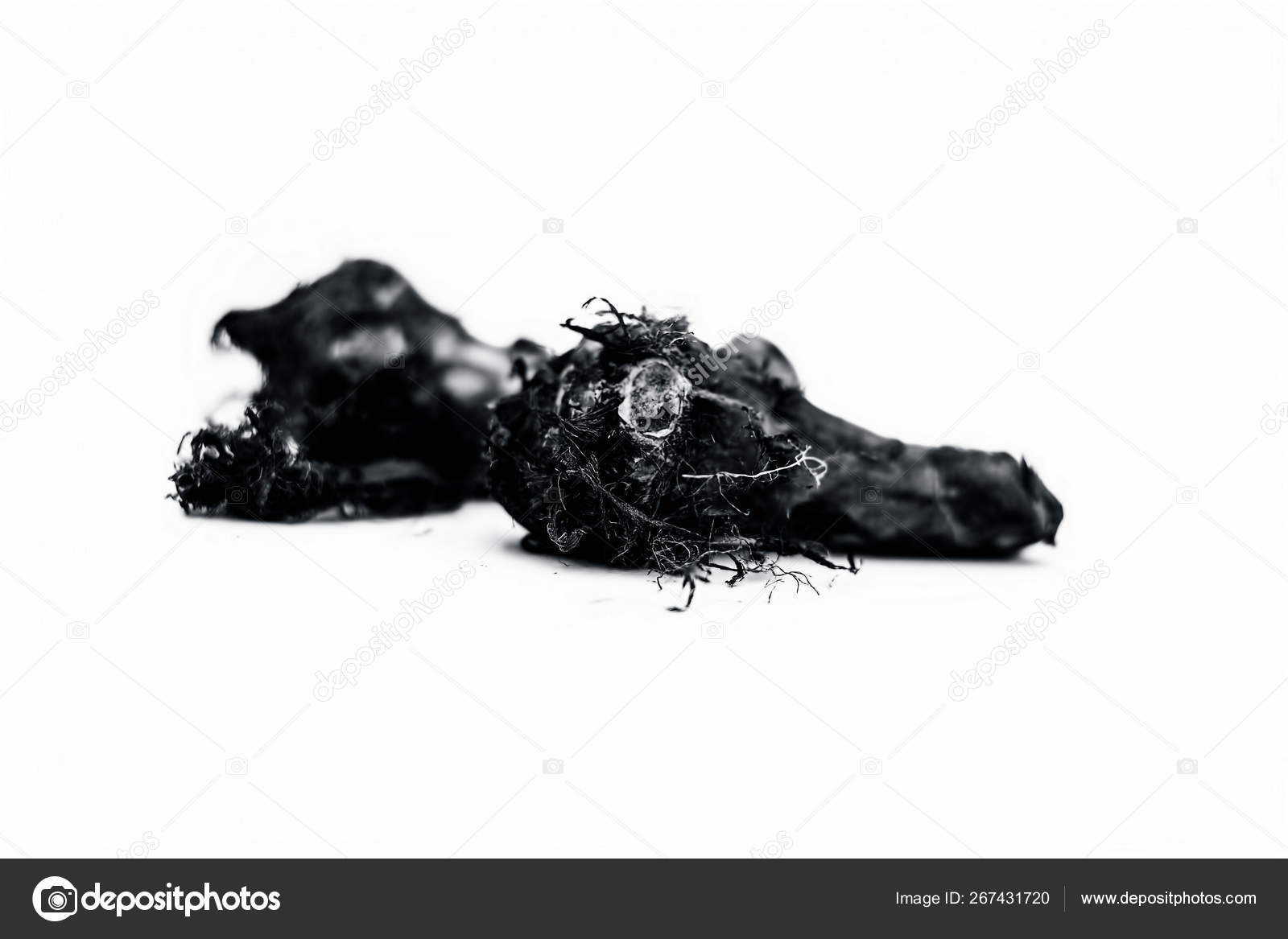 Close Rare Vegetable Roots Jack Fruit Jackfruit Roots Isolated White ...