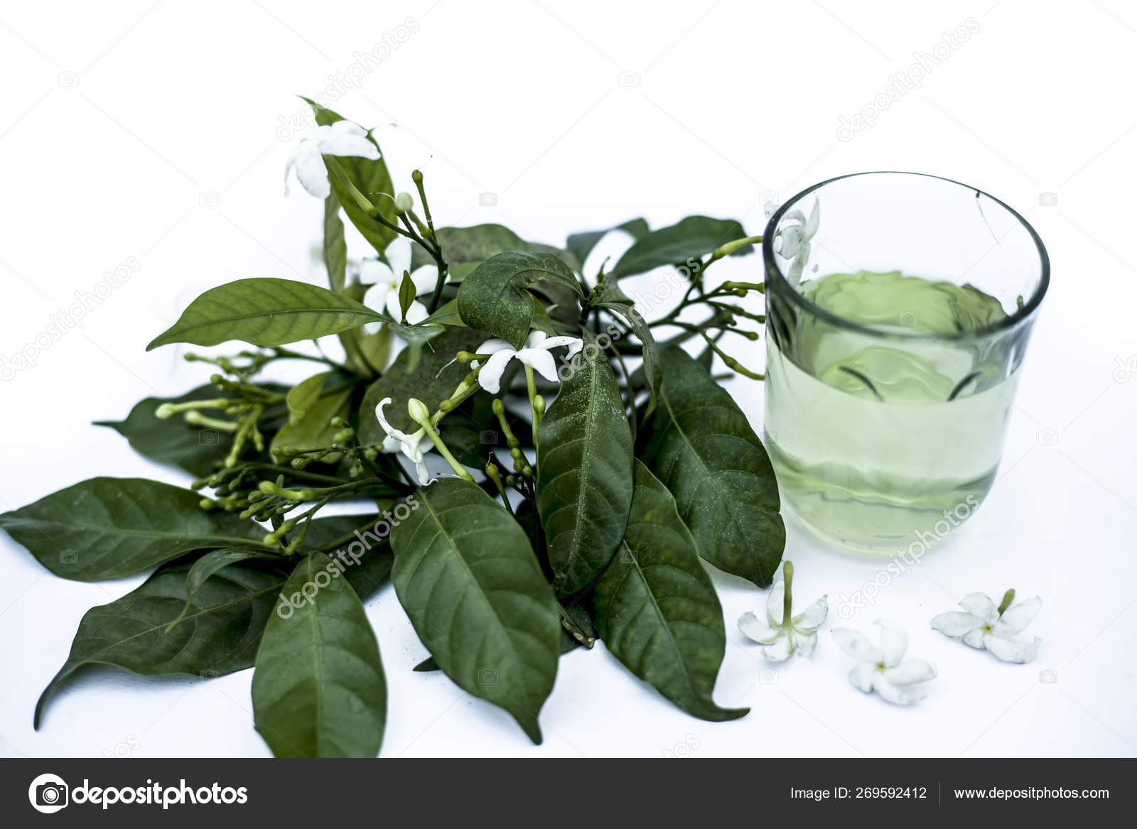 Close Extract Indian Jasmine Flower Juhi Jasminum Auriculatum Isolated ...