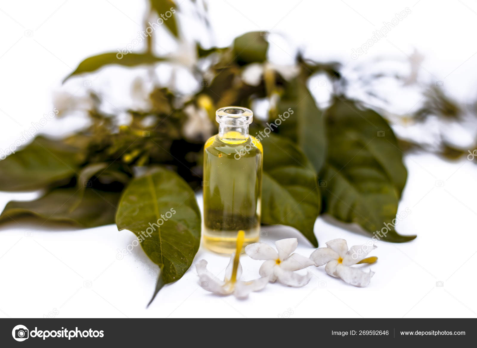 Close Essence Essential Oil Indian Jasmine Flower Juhi Jasminum ...