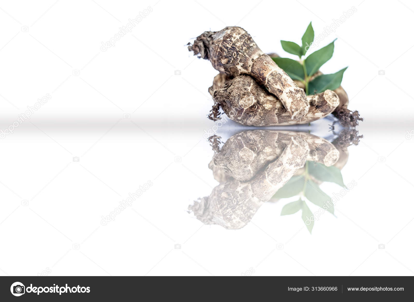 Jackfruit Roots Isolated White Background Stock Photo by ©mirzamlk ...