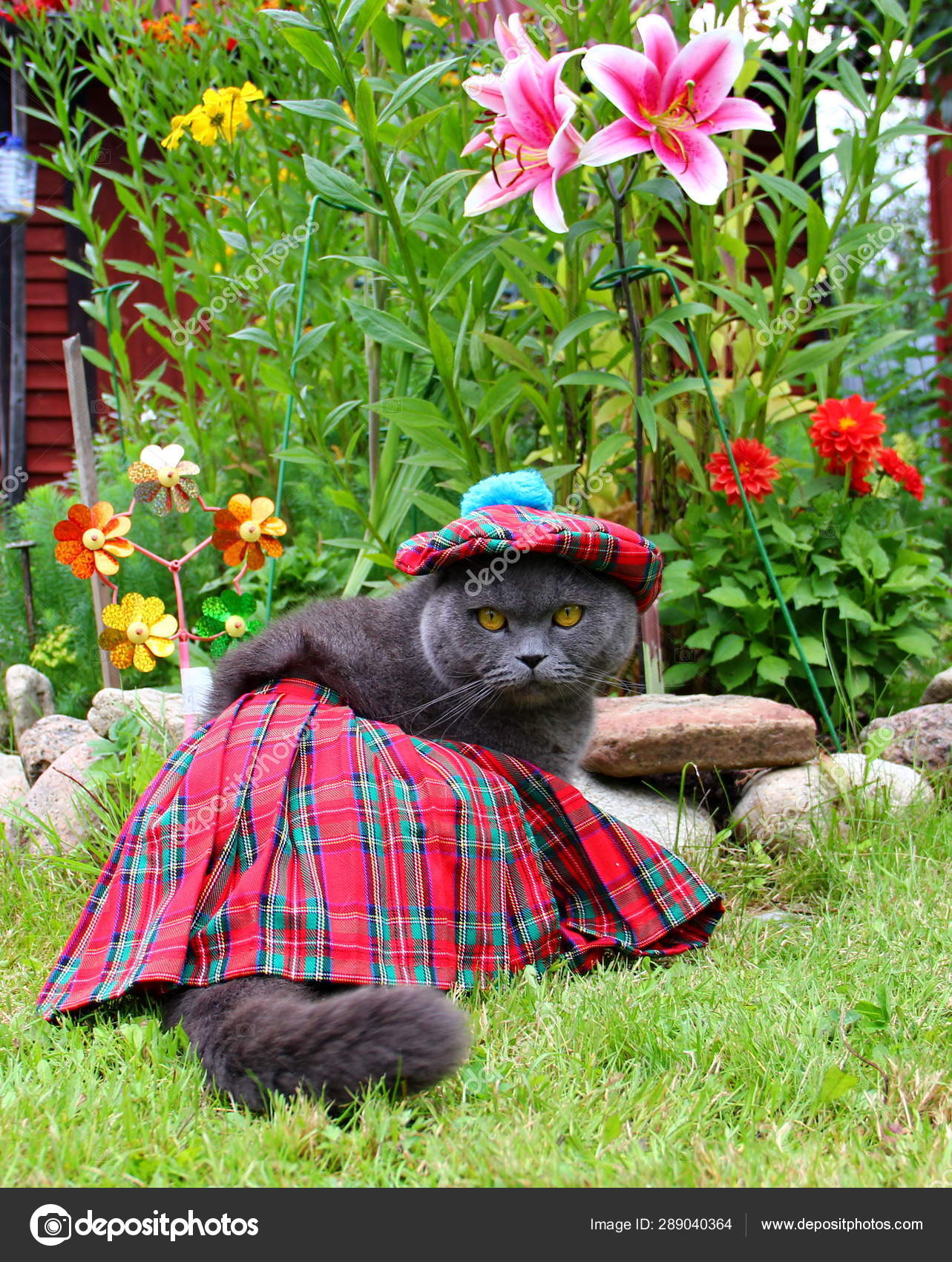 Scottish Kilt Cat