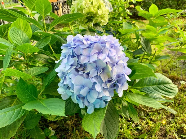 Hydrangea crown Stock Photos, Royalty Free Hydrangea crown Images ...