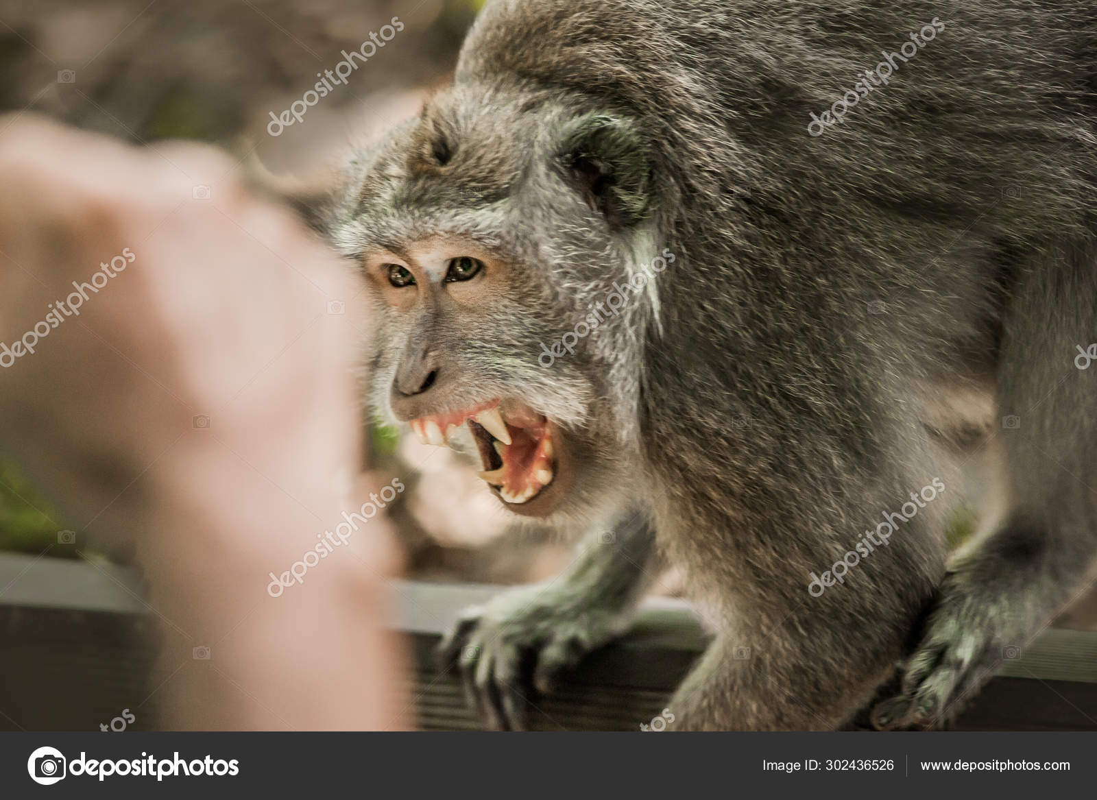 Screaming monkey. Face of wild animal showing its fangs Stock Photo by ...