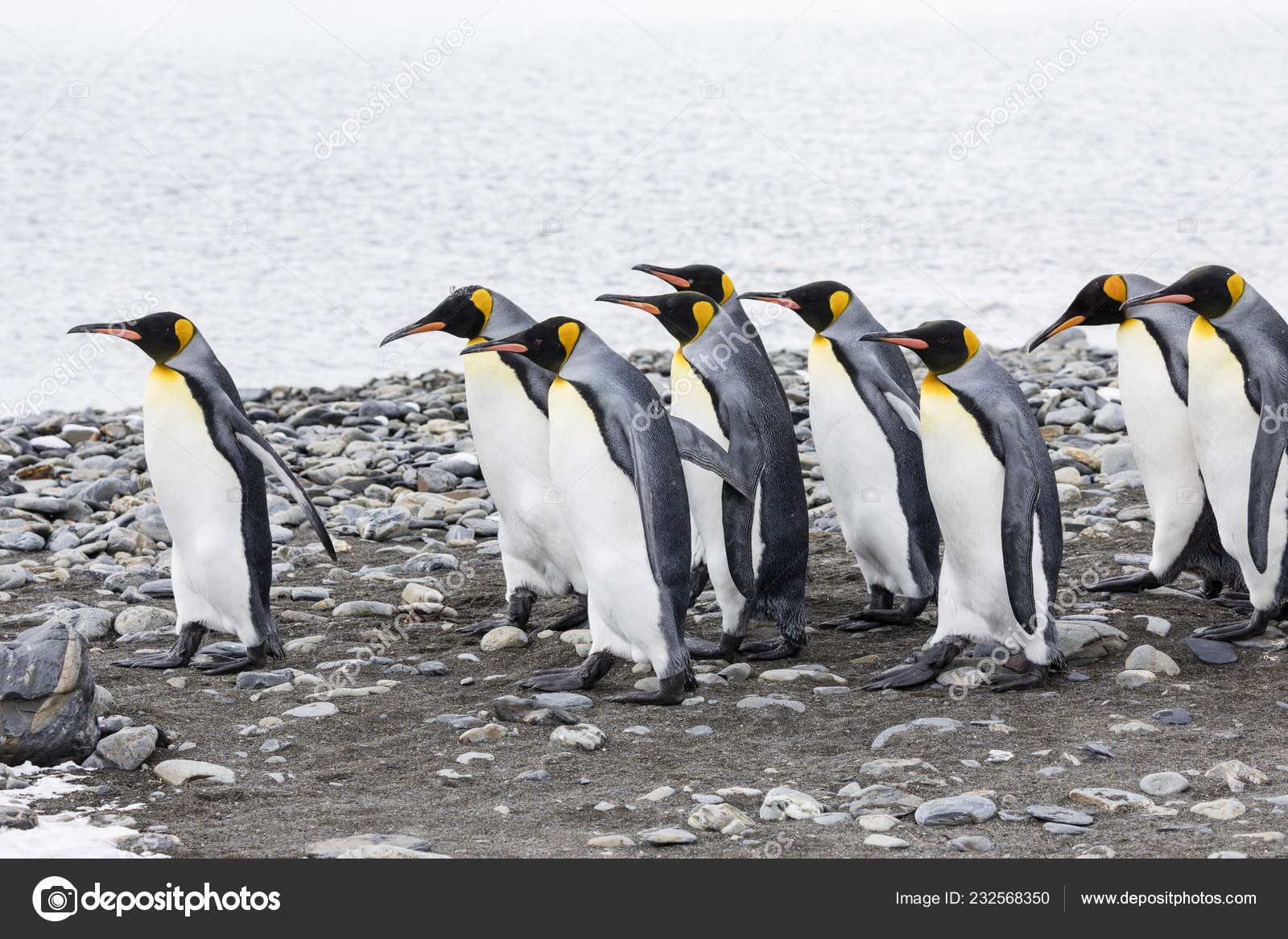 Group King Penguins Runs Row Pebble Beach Fortuna Bay South Stock Photo ...