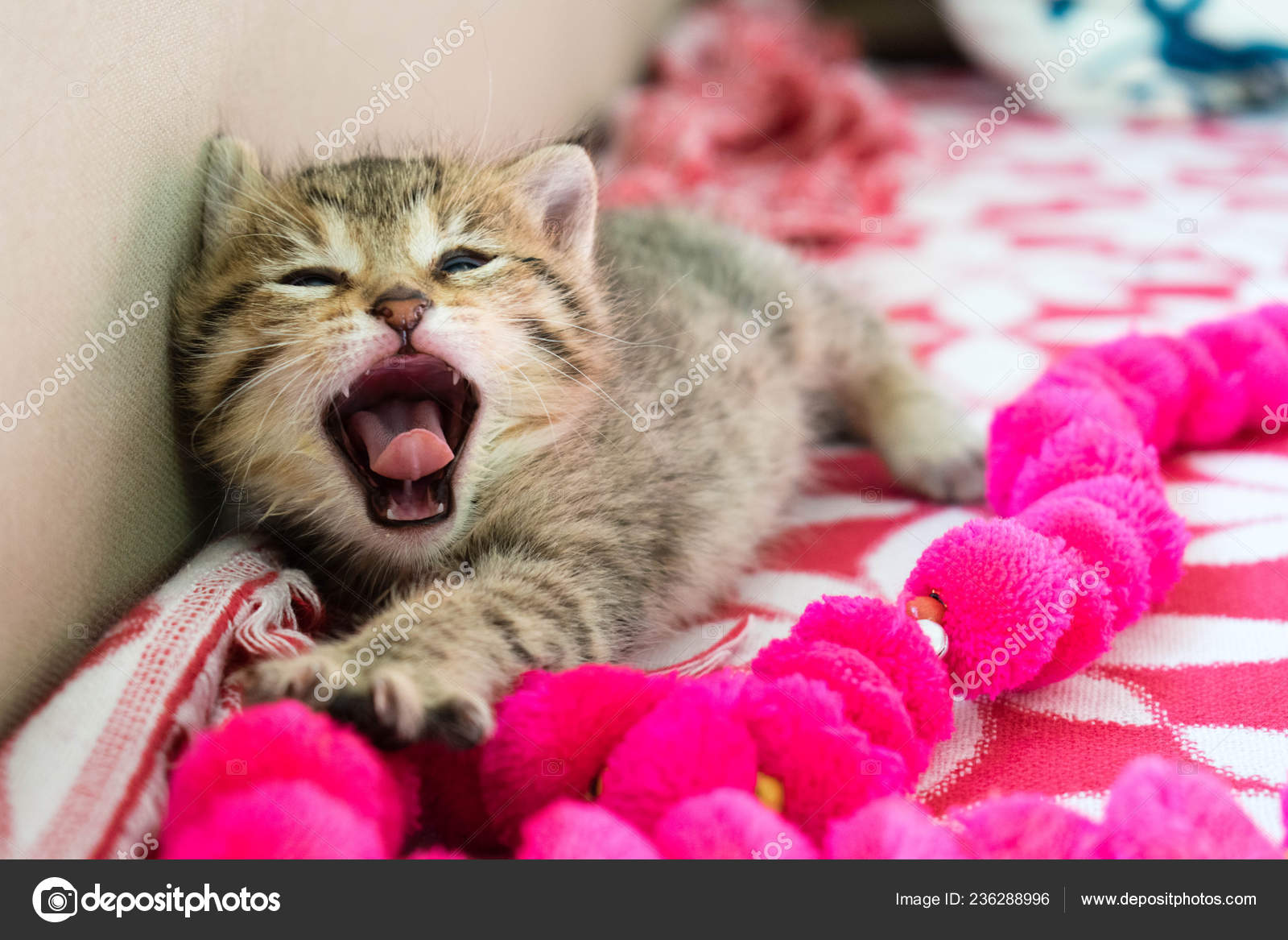 Yawning Kitten Cute