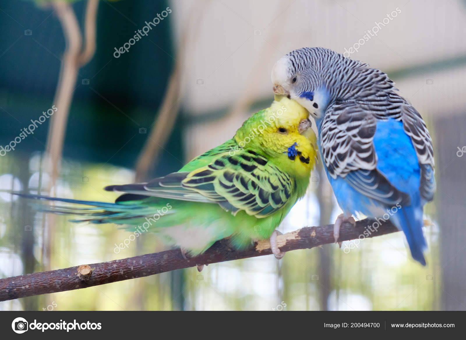 Blue And Green Parakeet