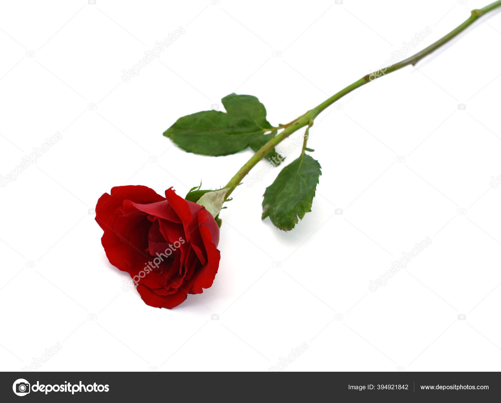 Beautiful Red Rose Flower Isolated White Background — Stock Photo ...