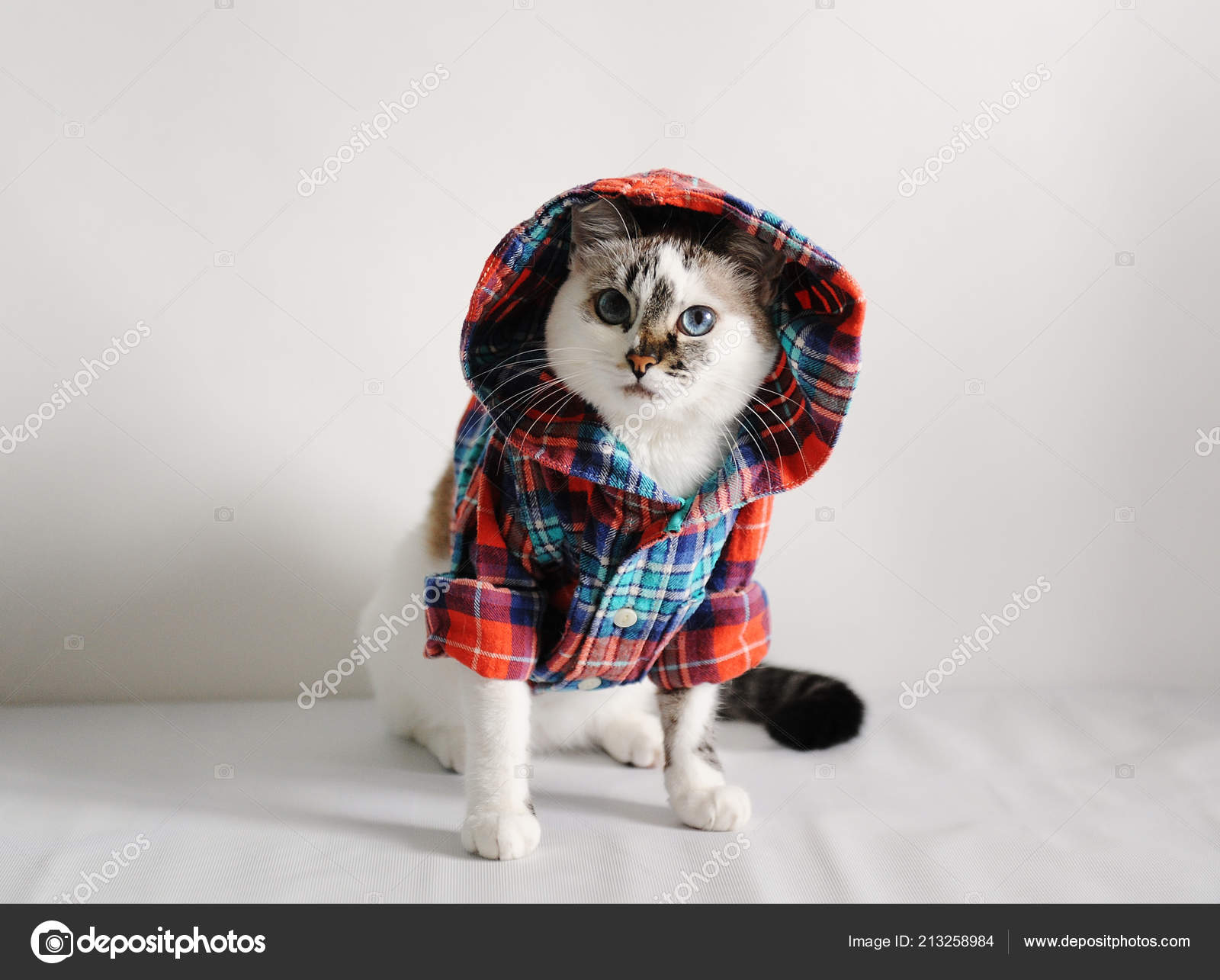 White Fluffy Blue Eyed Cat Plaid Shirt Hood Light Background Stock ...