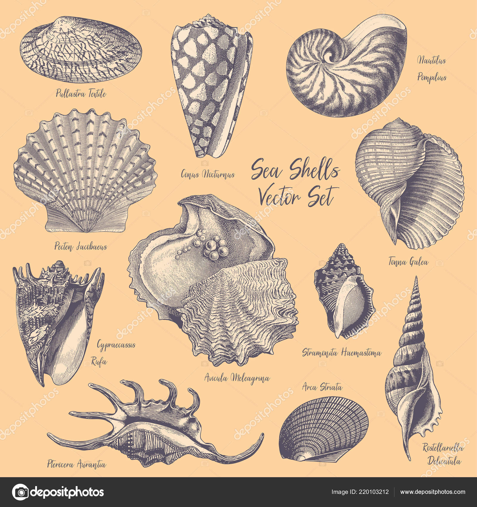 Beautiful Sea Shells