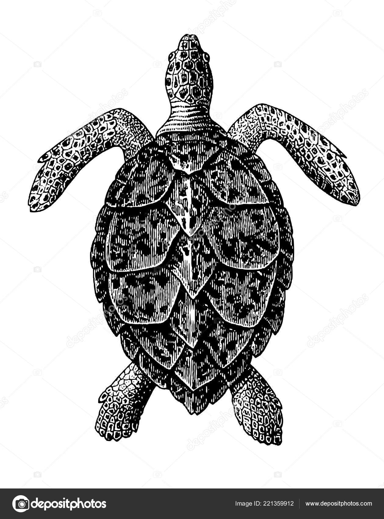 Hawksbill Sea Turtle Drawing