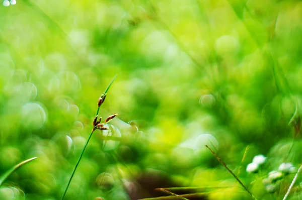 Grass trail nature free photo on pixabay pixabay fotos de stock ...