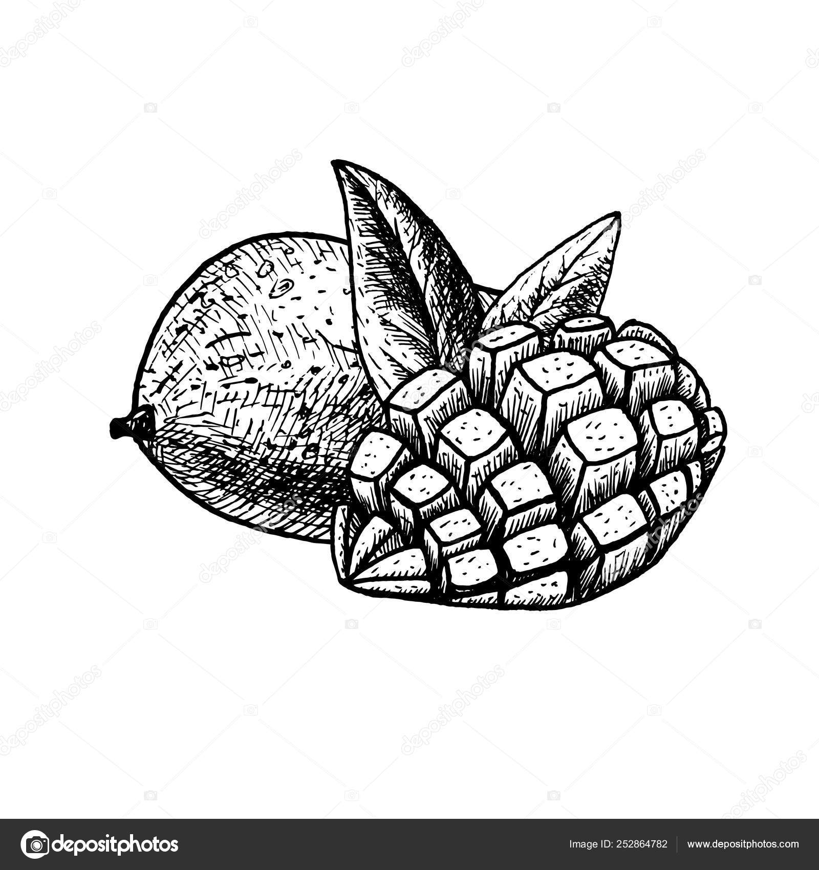 Mango Drawing Black And White
