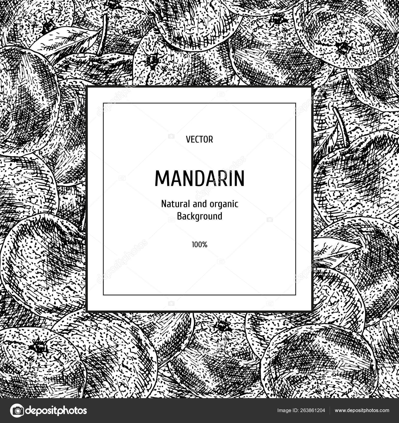 Hand drawn background with mandarin. Vintage vector sketch Stock Vector ...