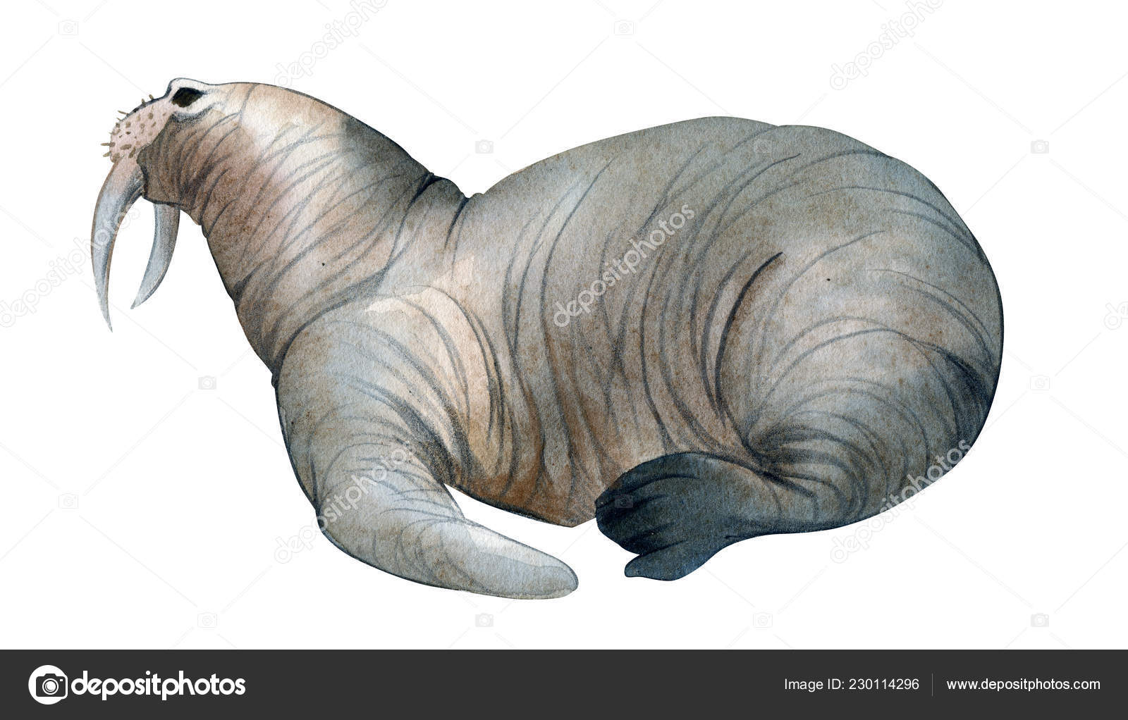 Watercolor Illustration Isolated White Background Gray Walrus Lies ...