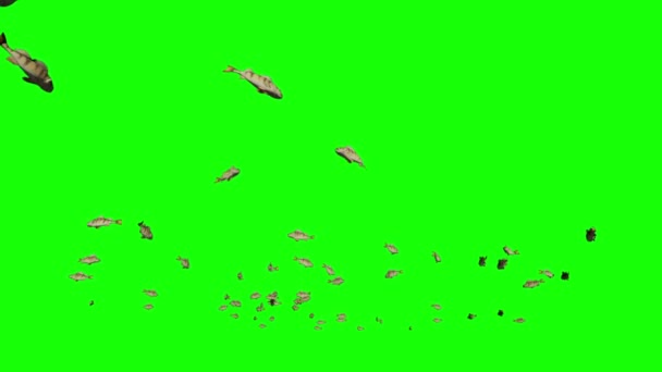 563 Fish green screen background Videos, Royalty-free Stock Fish green ...
