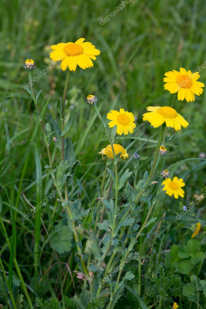 Glebionis segetum cuyos nombres comunes incluyen cal ndula de ma z o ...
