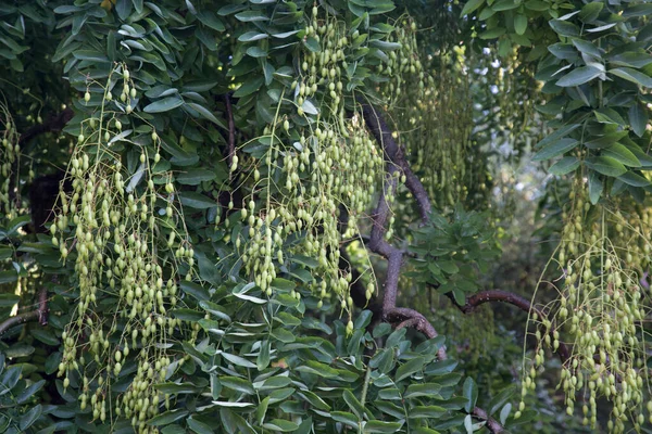 Savannah plants Stock Photos, Royalty Free Savannah plants Images ...