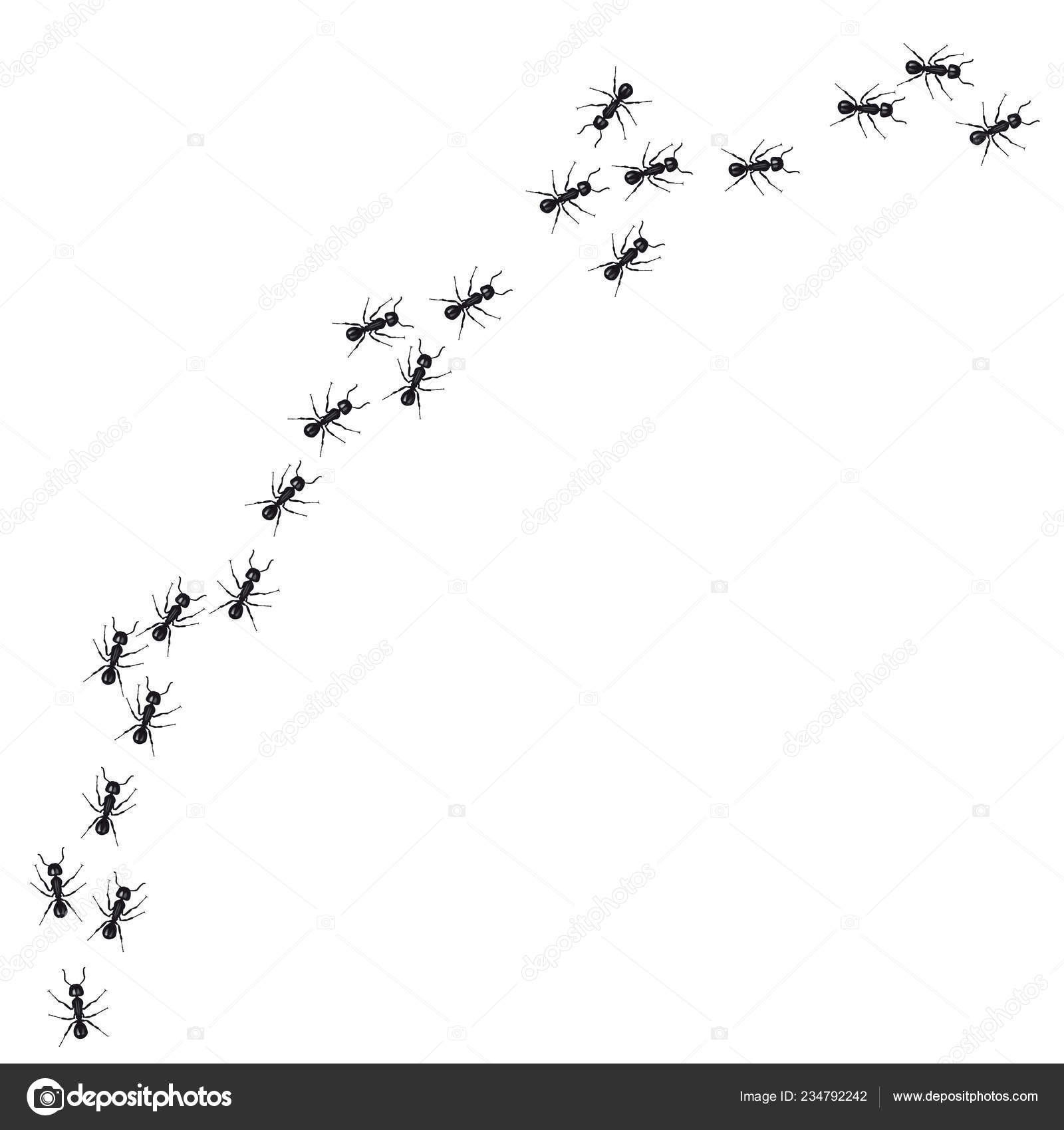 Ants Marching With Food