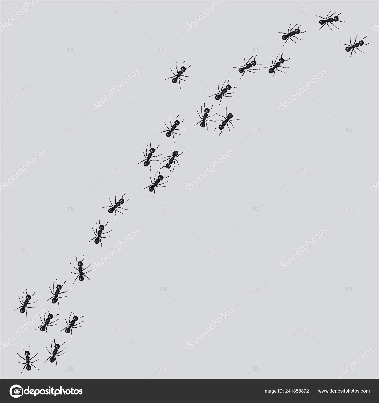 Ants Marching With Food