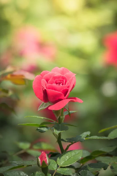 Rose Garden Desktop Wallpaper