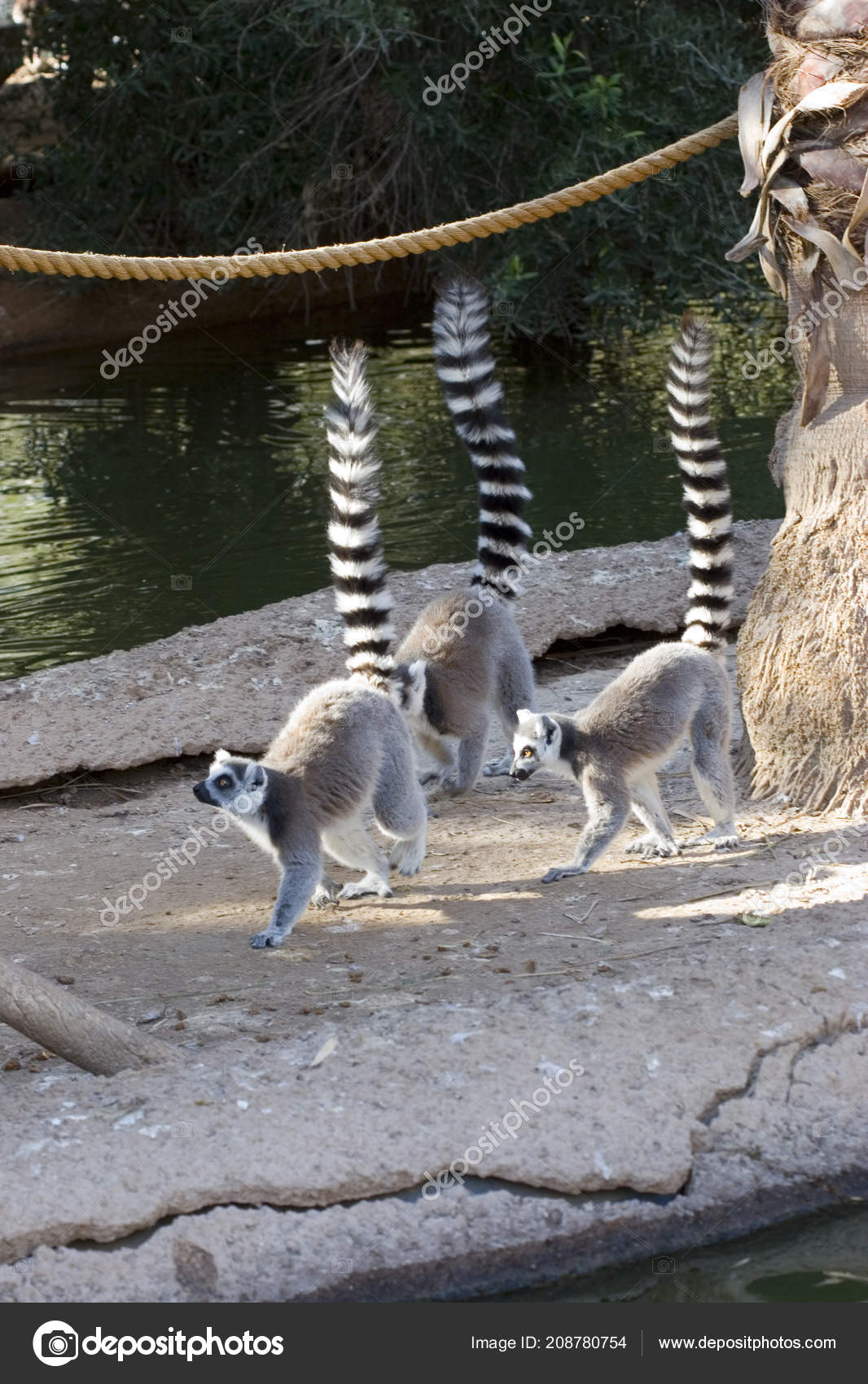 Ringtail Lemurs Raised Tails Rule Third — Stock Photo © Foto.Toch ...