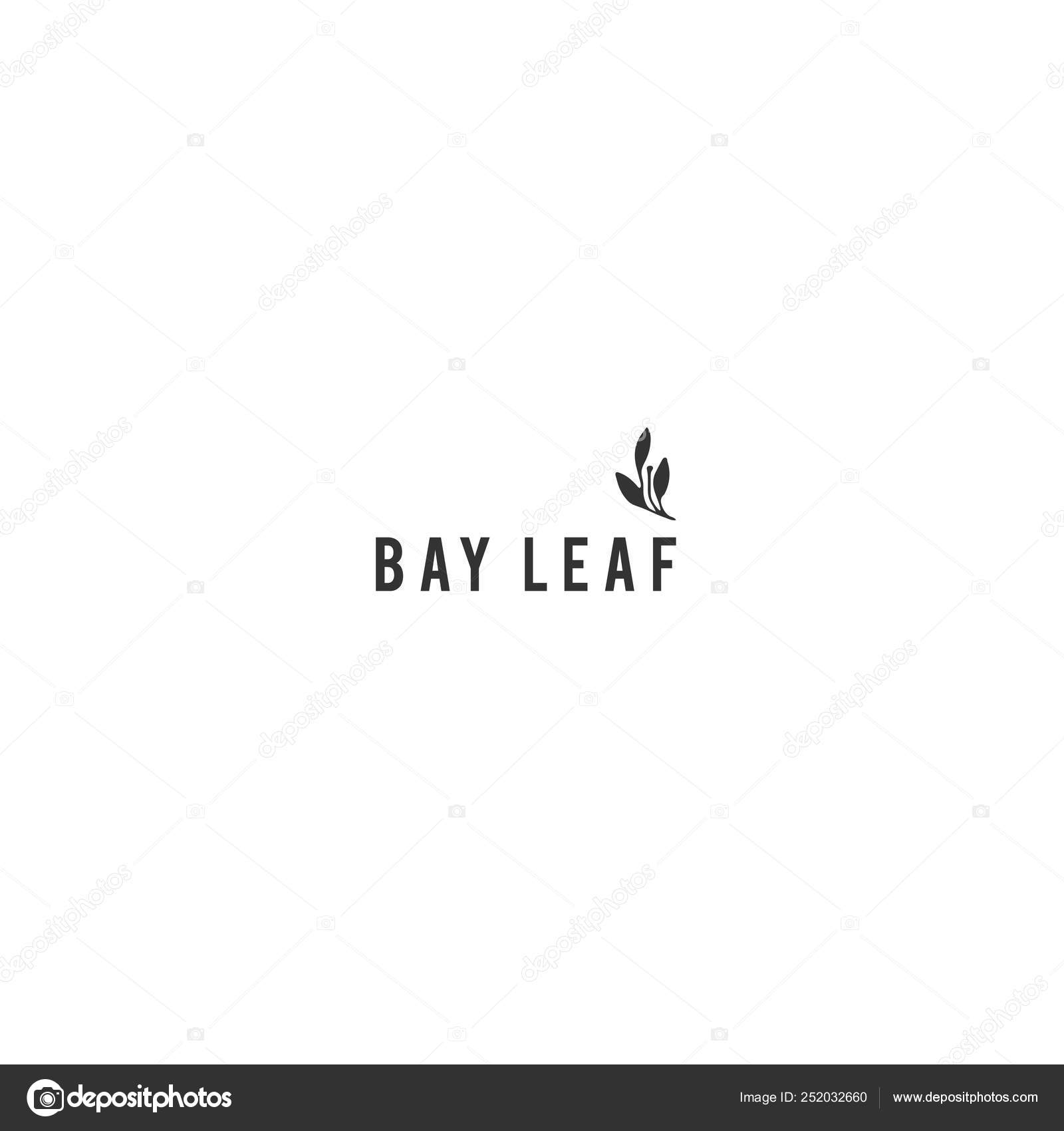 Bay leaf, kitchen logo template. Vector hand drawn object. Stock Vector ...