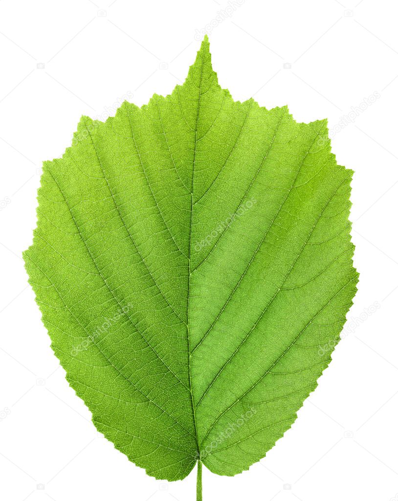 Hoja de avellana aislada sobre un fondo blanco con camino de recorte 2023