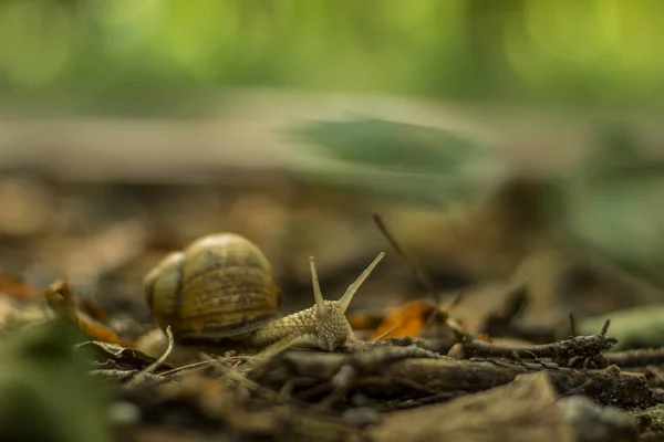 soft focus snail animal portrait on ground between falling leaves in ...