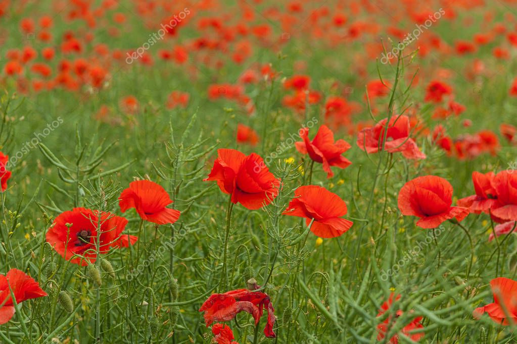 Amapola roja (Papaver Rhoeas L.). Un campo lleno de amapolas rojas ...