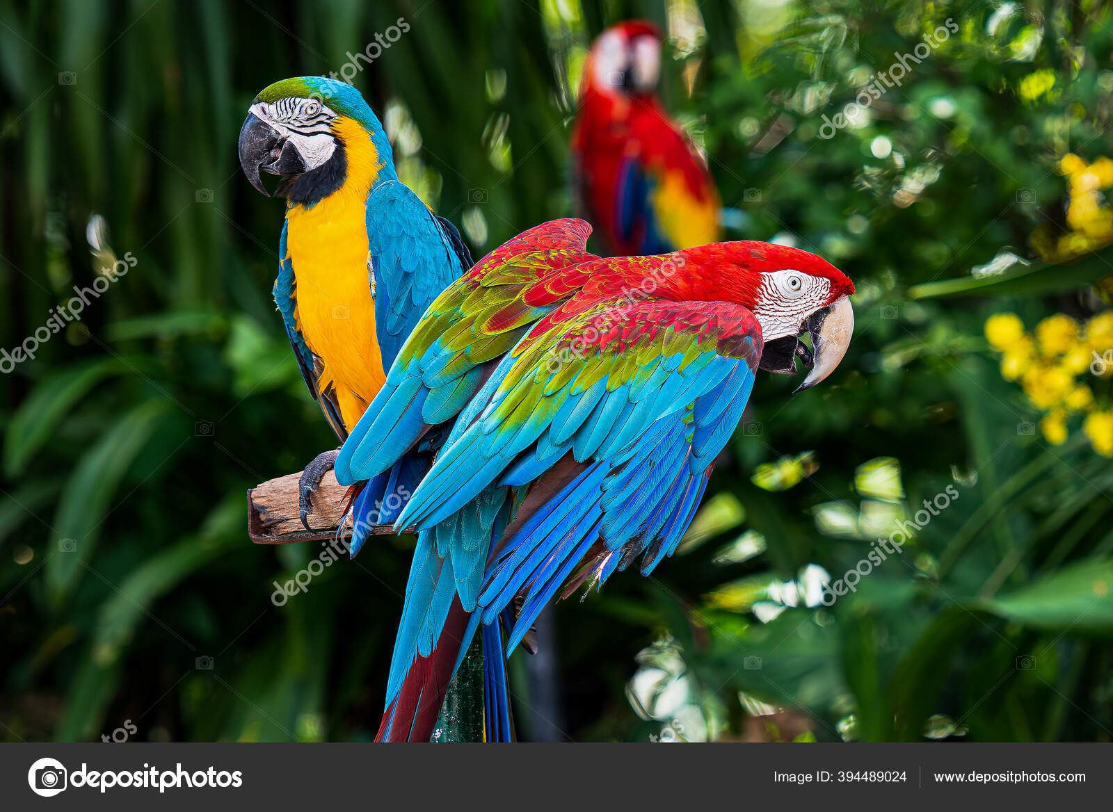Loro Guacamayo Madera — Foto de stock #394489024 © noynapas