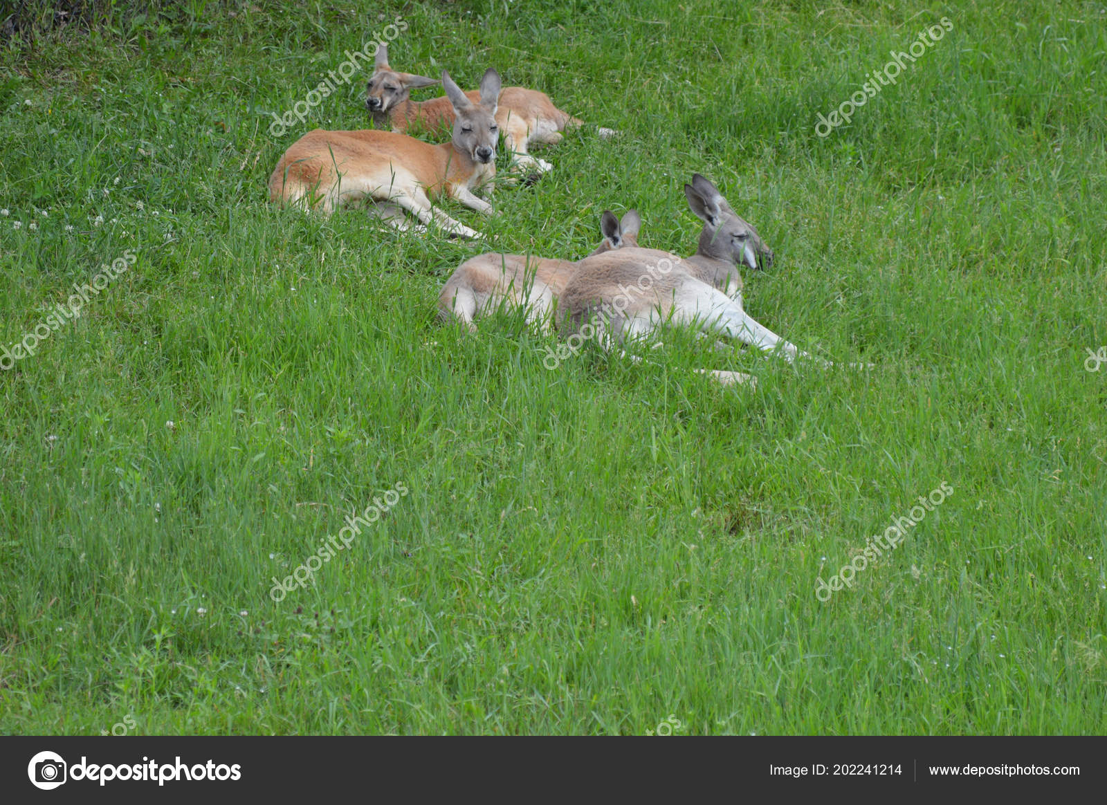 Kangaroo Laying Grass — Stock Photo © Trek13 #202241214