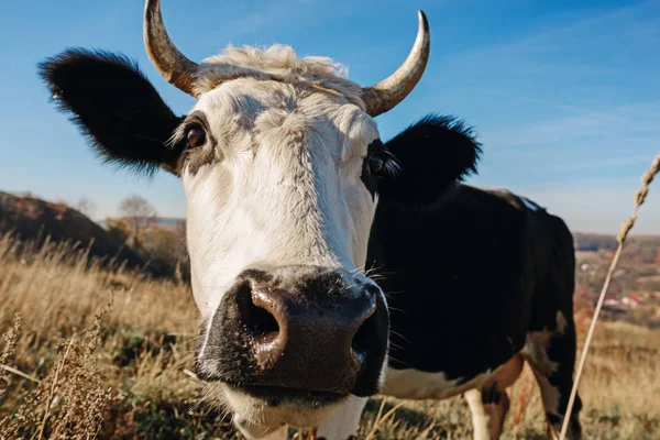 Oxen Stock Photos, Royalty Free Oxen Images | Depositphotos