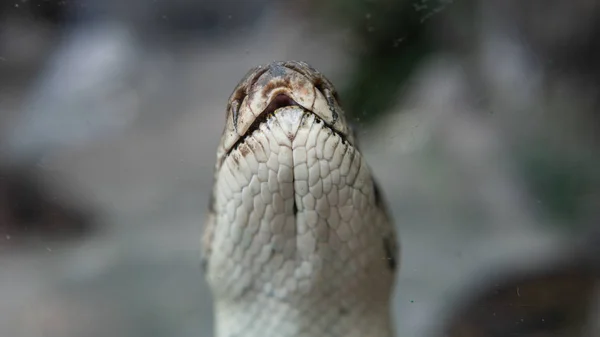 Colmillos de serpiente Stock Photos, Royalty Free Colmillos de ...