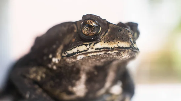 Captain frog Stock Photos, Royalty Free Captain frog Images | Depositphotos