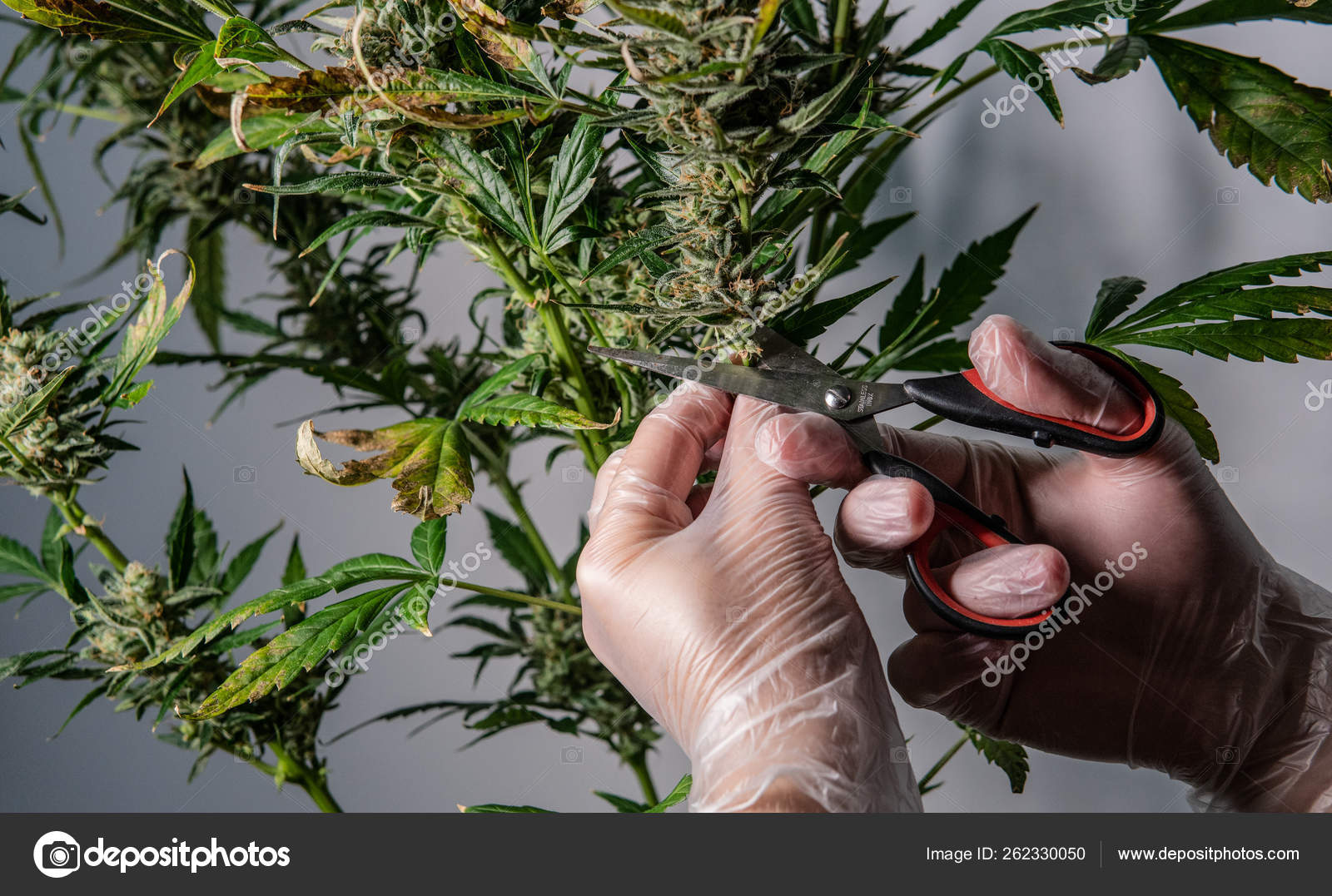 Cutting marijuana plants with scissors. Stock Photo by ©vasilevkirill ...